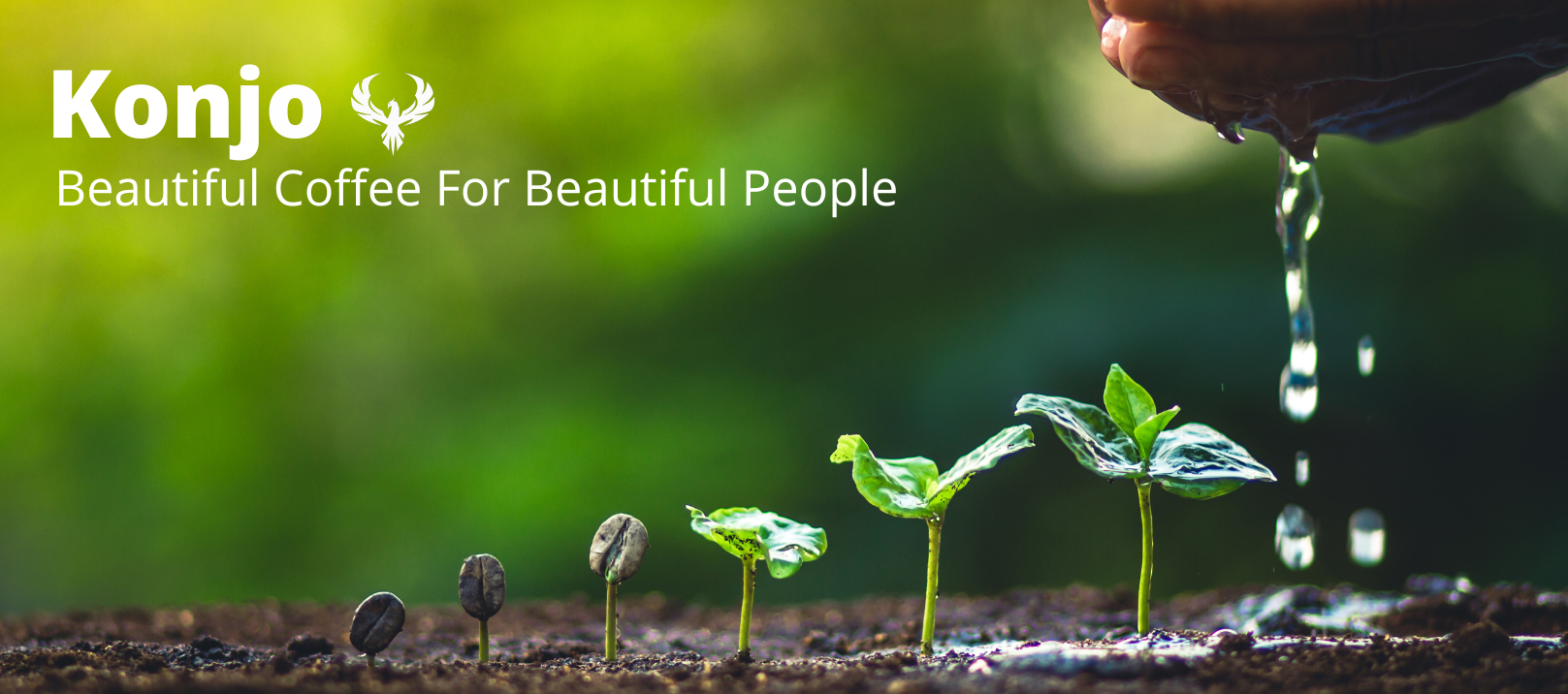 Konjo Coffee | Specialty Roasted Ethiopian Coffee Beans